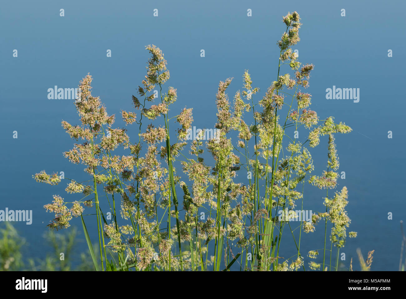 Cocksfoot grass hi-res stock photography and images - Alamy
