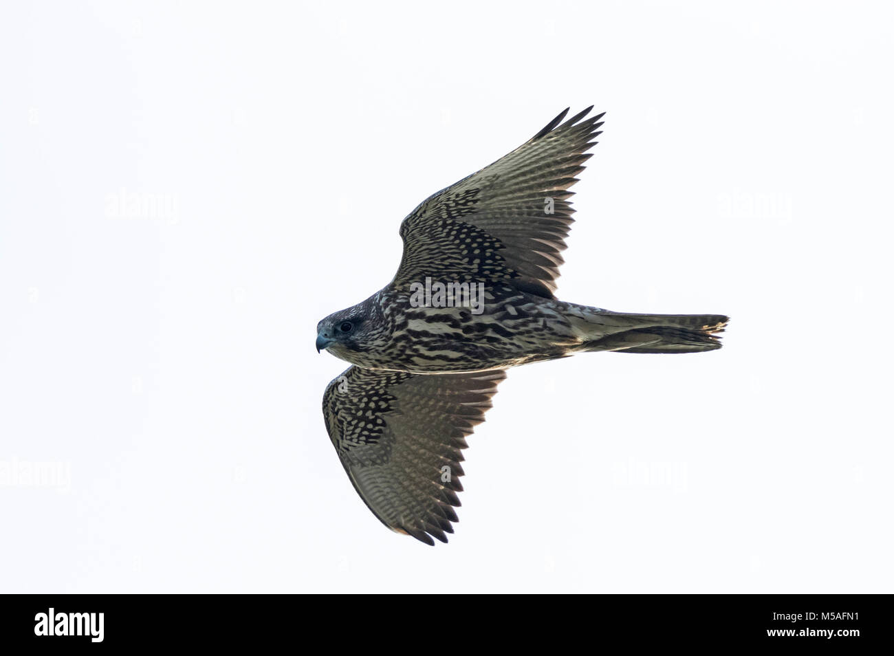Gyrfalcon In Flight
