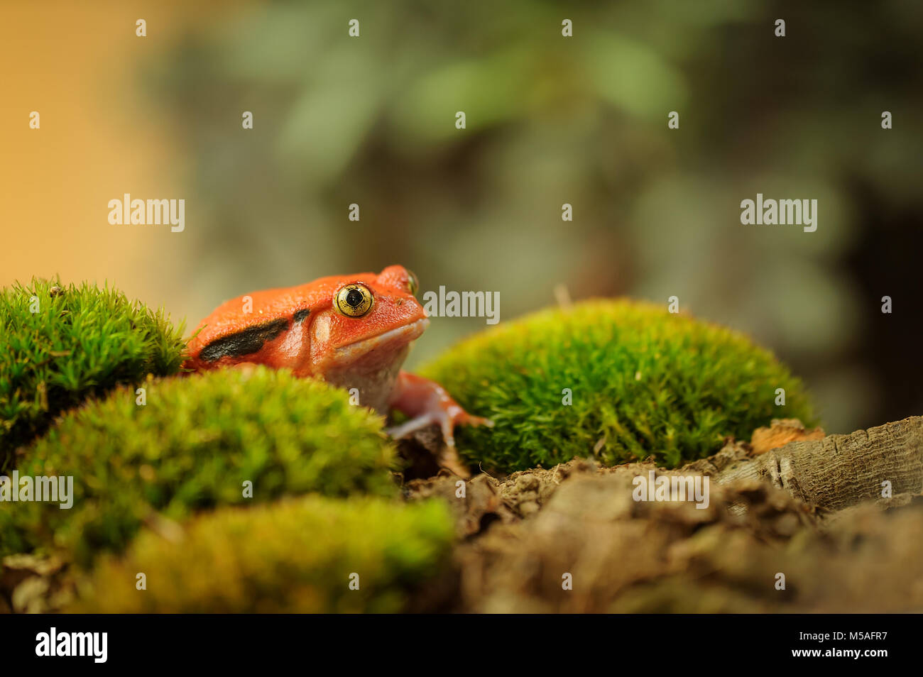 Madagascar tomato frog Stock Photo - Alamy