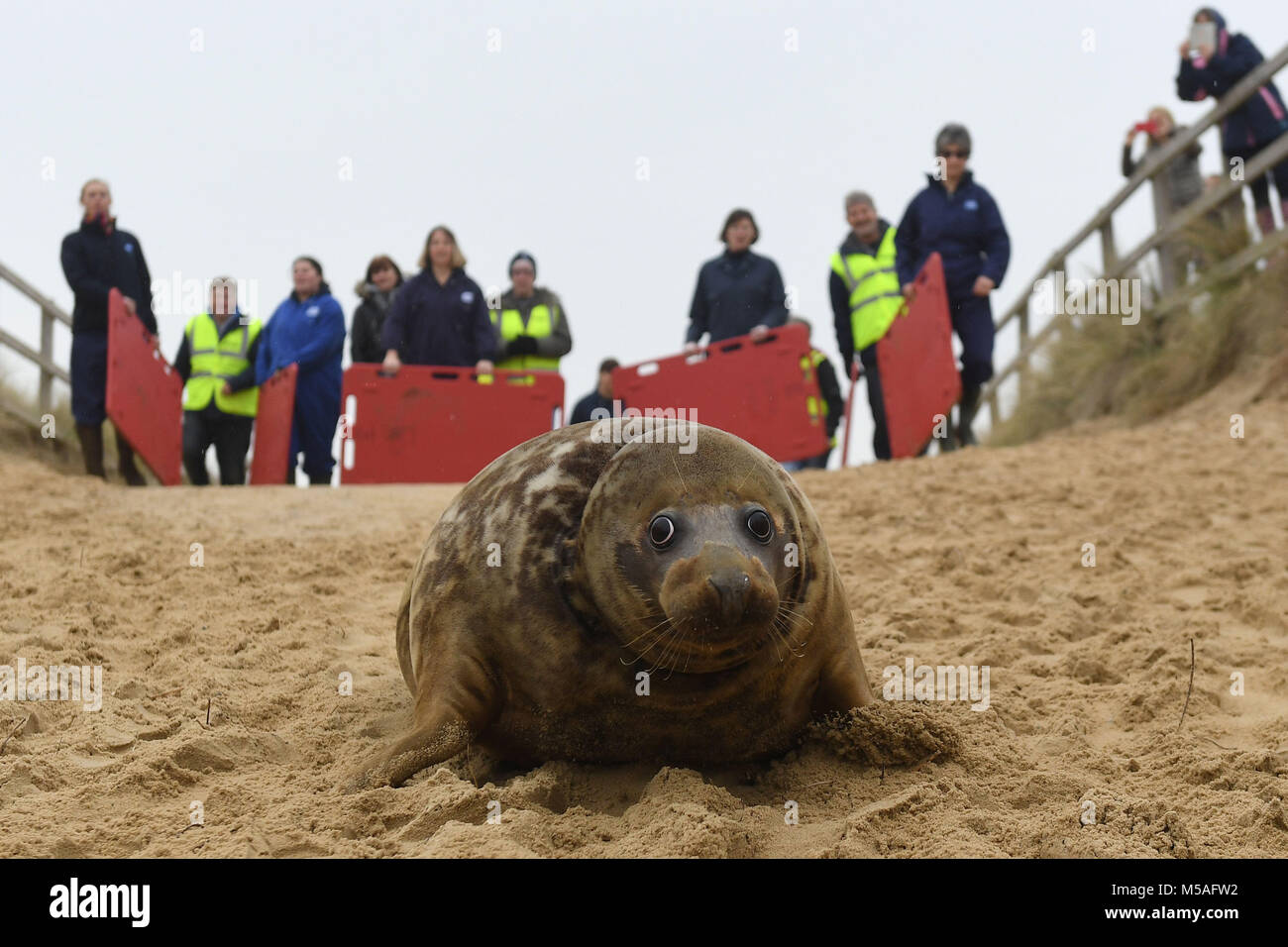 A grey seal nicknamed Mrs Frisbee is released back into the wild at ...