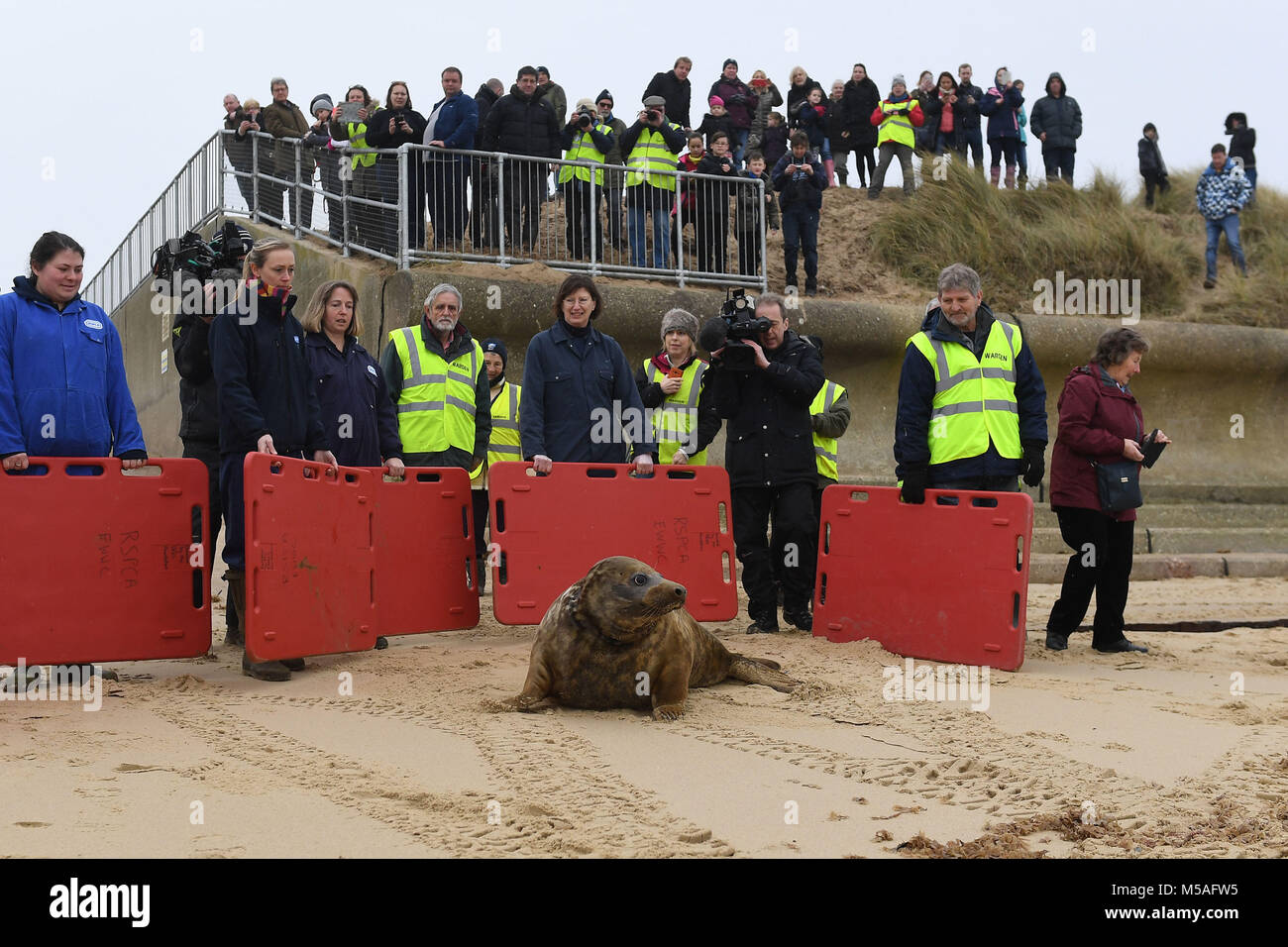A grey seal nicknamed Mrs Frisbee is released back into the wild at ...
