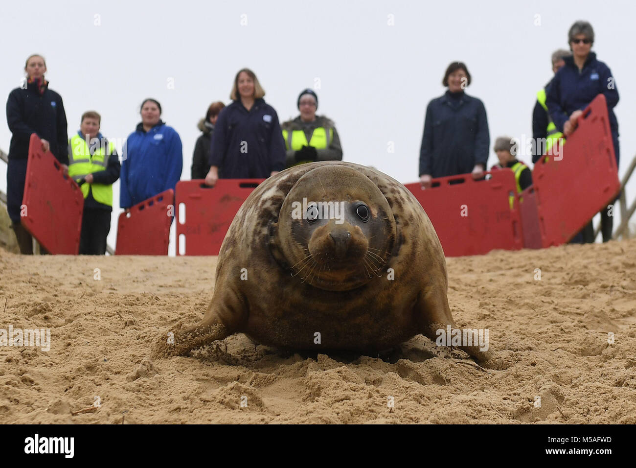 A grey seal nicknamed Mrs Frisbee is released back into the wild at ...