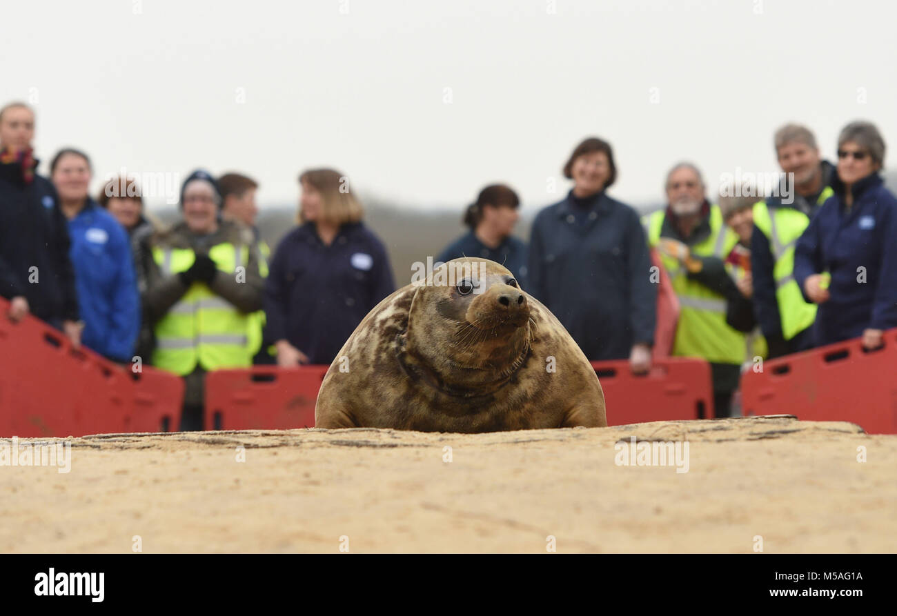 A grey seal nicknamed Mrs Frisbee is released back into the wild at ...