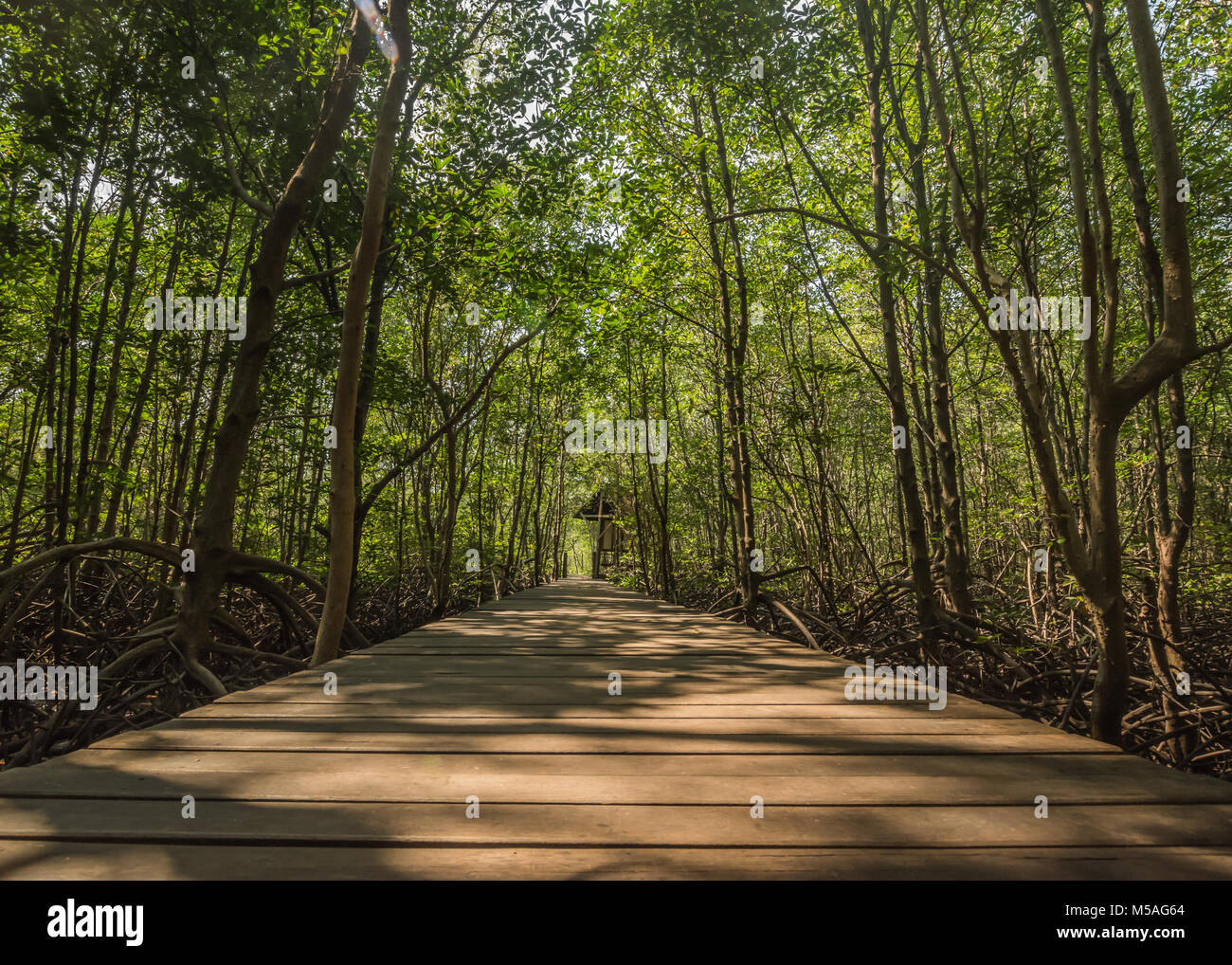 Mangroves wood hi-res stock photography and images - Alamy