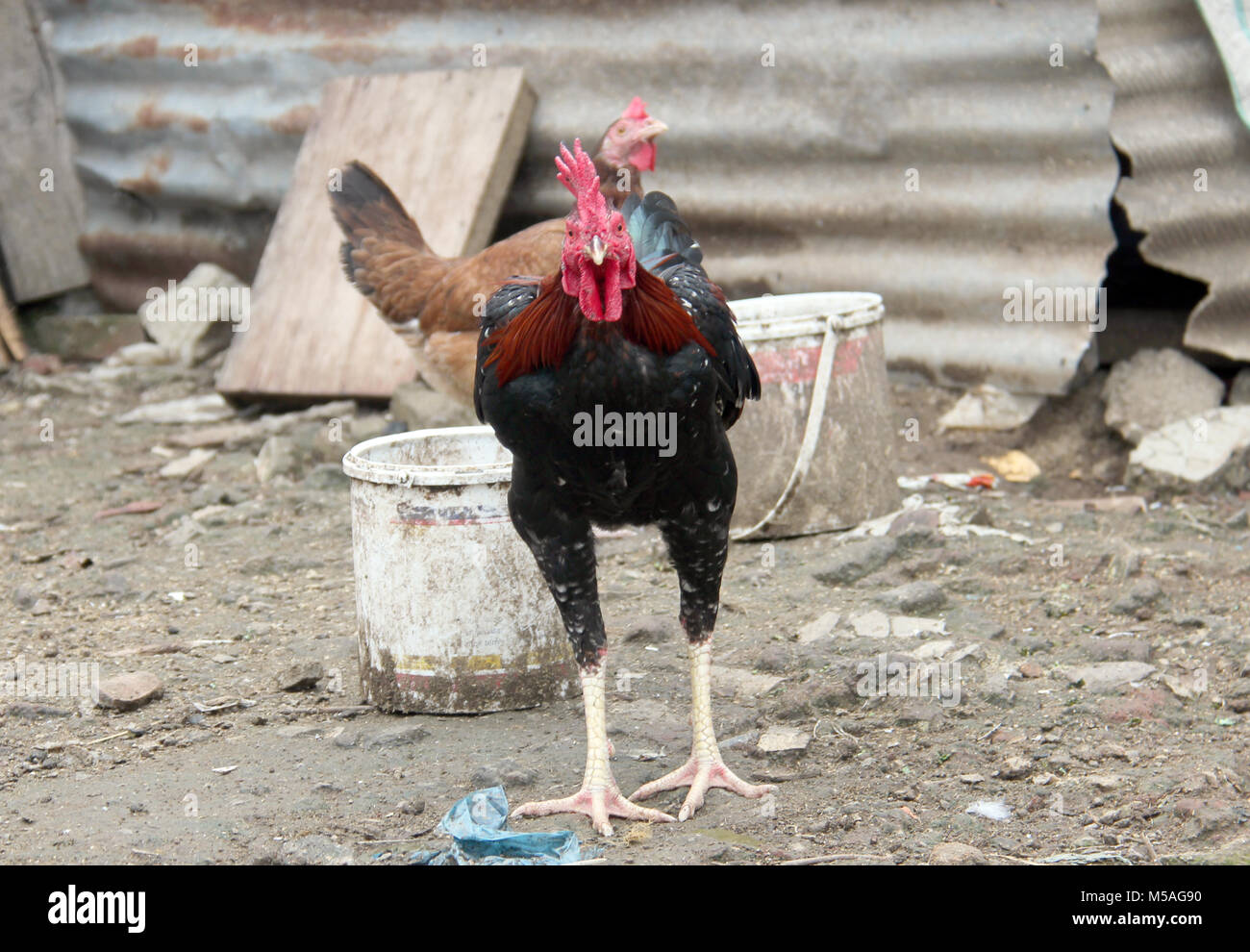 Rooster (Gallus gallus domesticus Stock Photo - Alamy