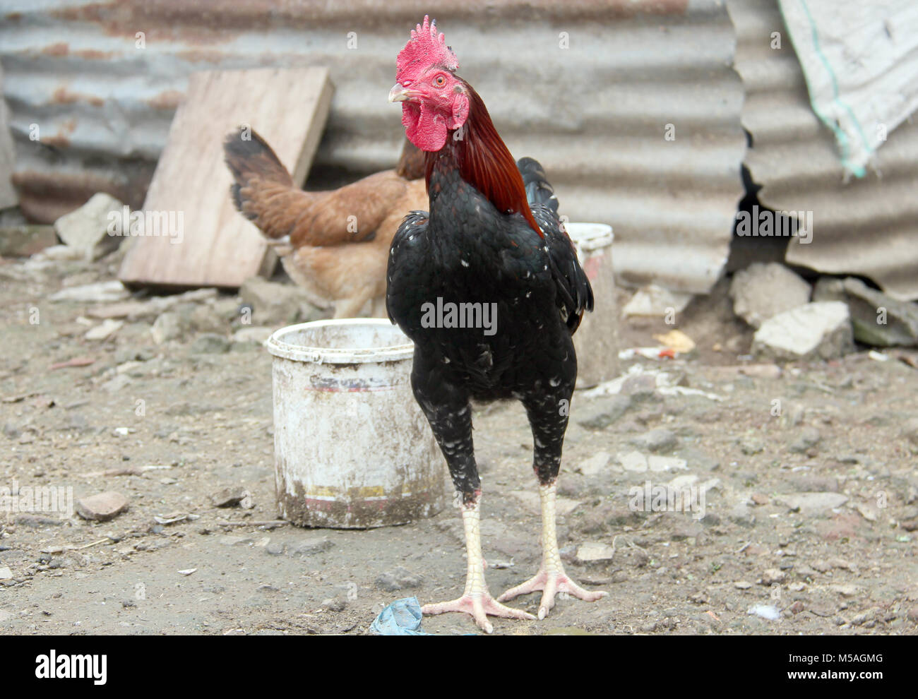 Rooster (Gallus gallus domesticus Stock Photo - Alamy