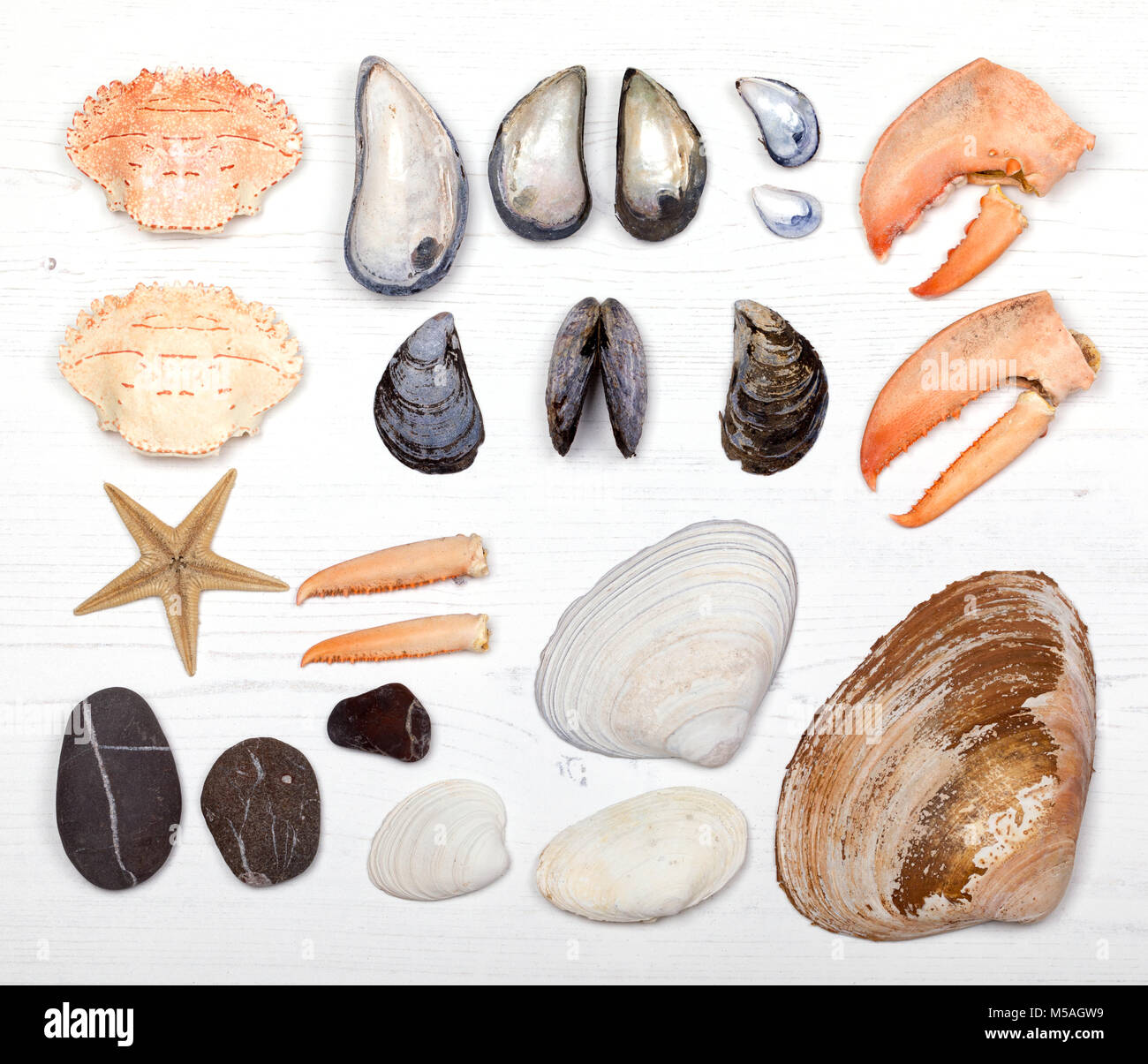 An overhead view of a collection of shells, lobster claws, pebbles ...