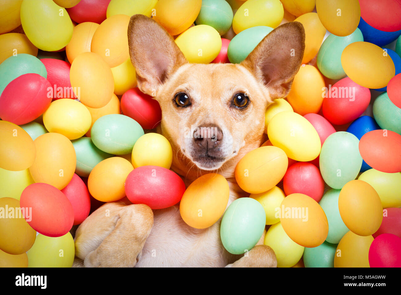happy easter dog lying in bed full of funny colourful eggs , for the ...