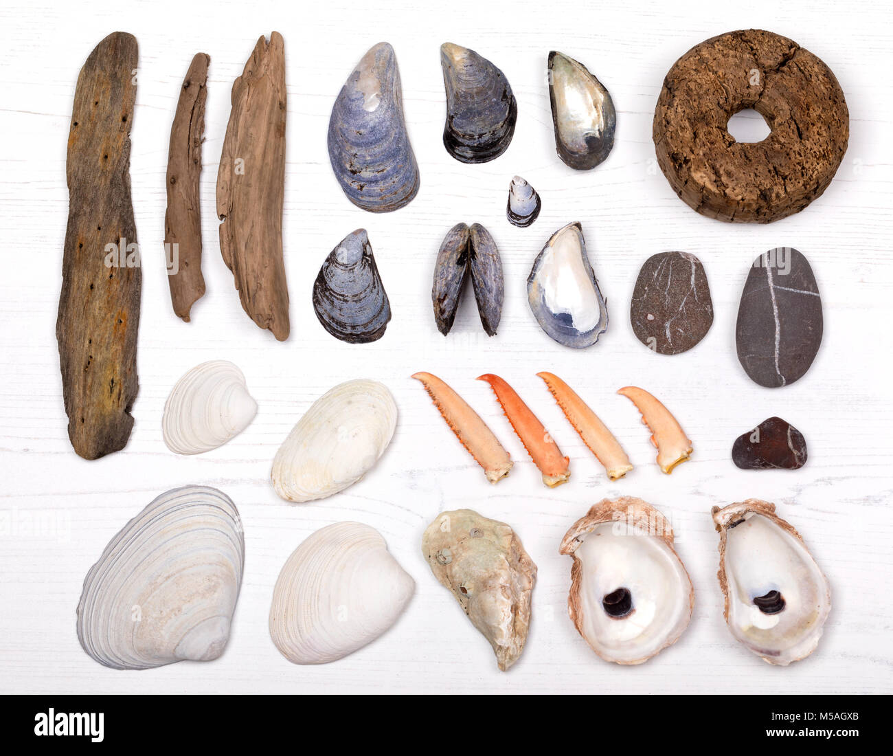 An overhead view of a collection of mussel, clam and oyster shells ...
