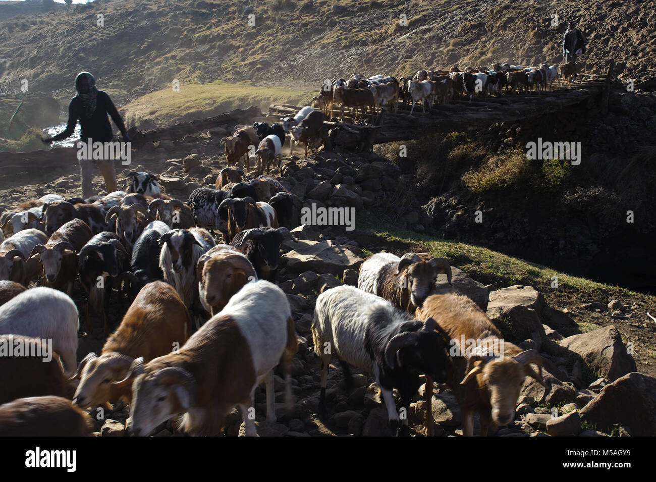 Ethiopia sheep hi-res stock photography and images - Alamy