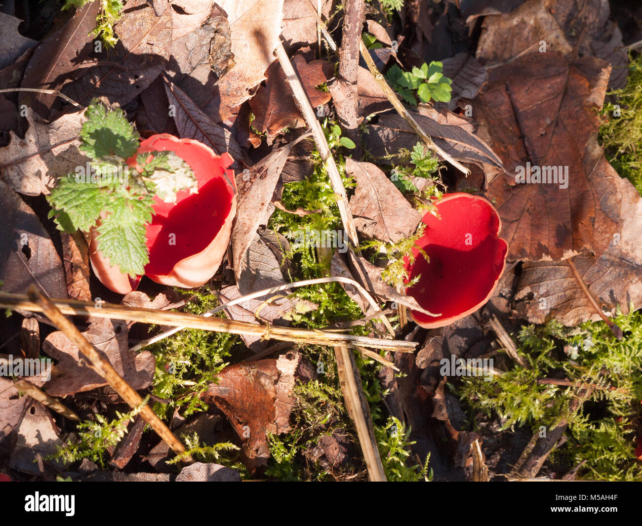 Scarlet elf cap mushroom uk hi-res stock photography and images - Alamy
