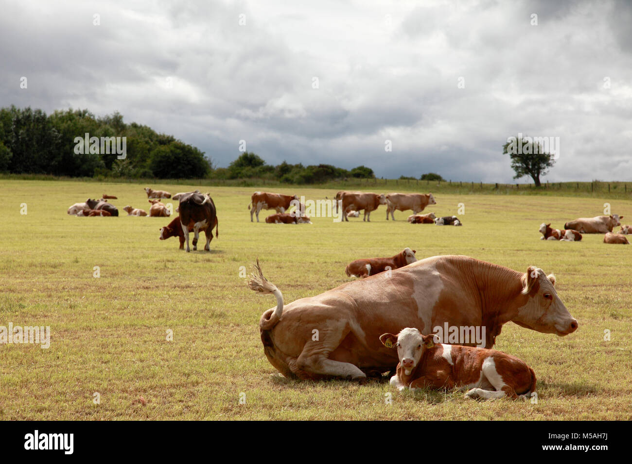 A cow and her calf in a field of cattle in Aberdeenshire Stock Photo ...
