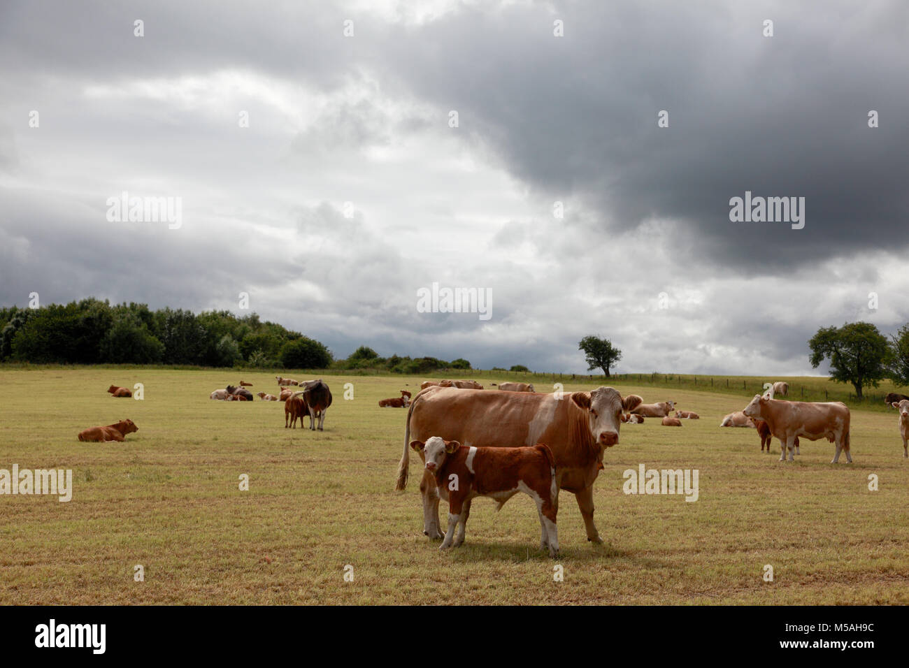 A cow and her calf in a field of cattle in Aberdeenshire Stock Photo ...