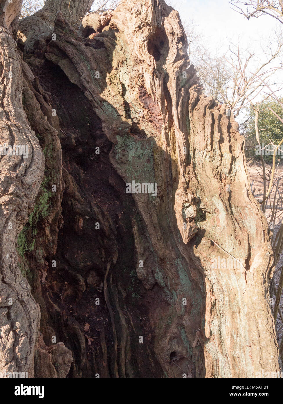 close up of inside bark tree texture outside old decay time nature ...
