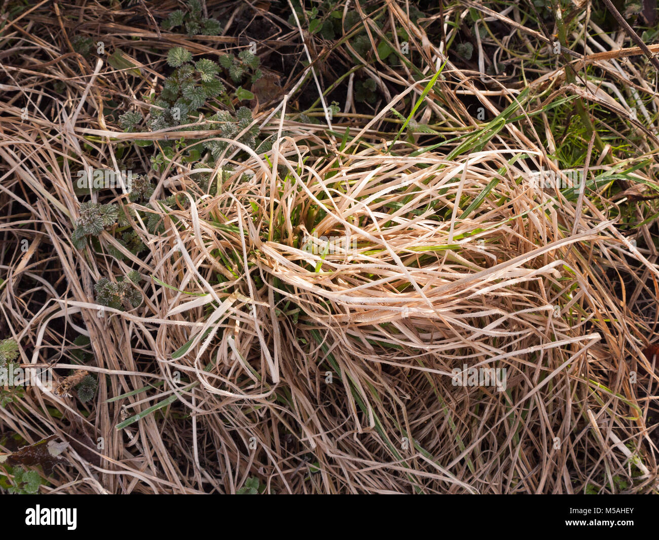 Dead grass tuft hi-res stock photography and images - Alamy