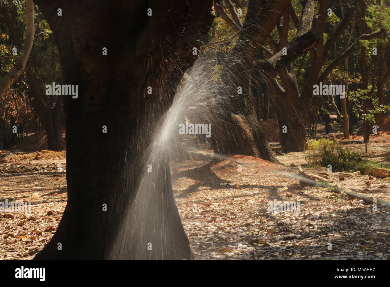 water splashing on the tree trunk in the park Stock Photo - Alamy