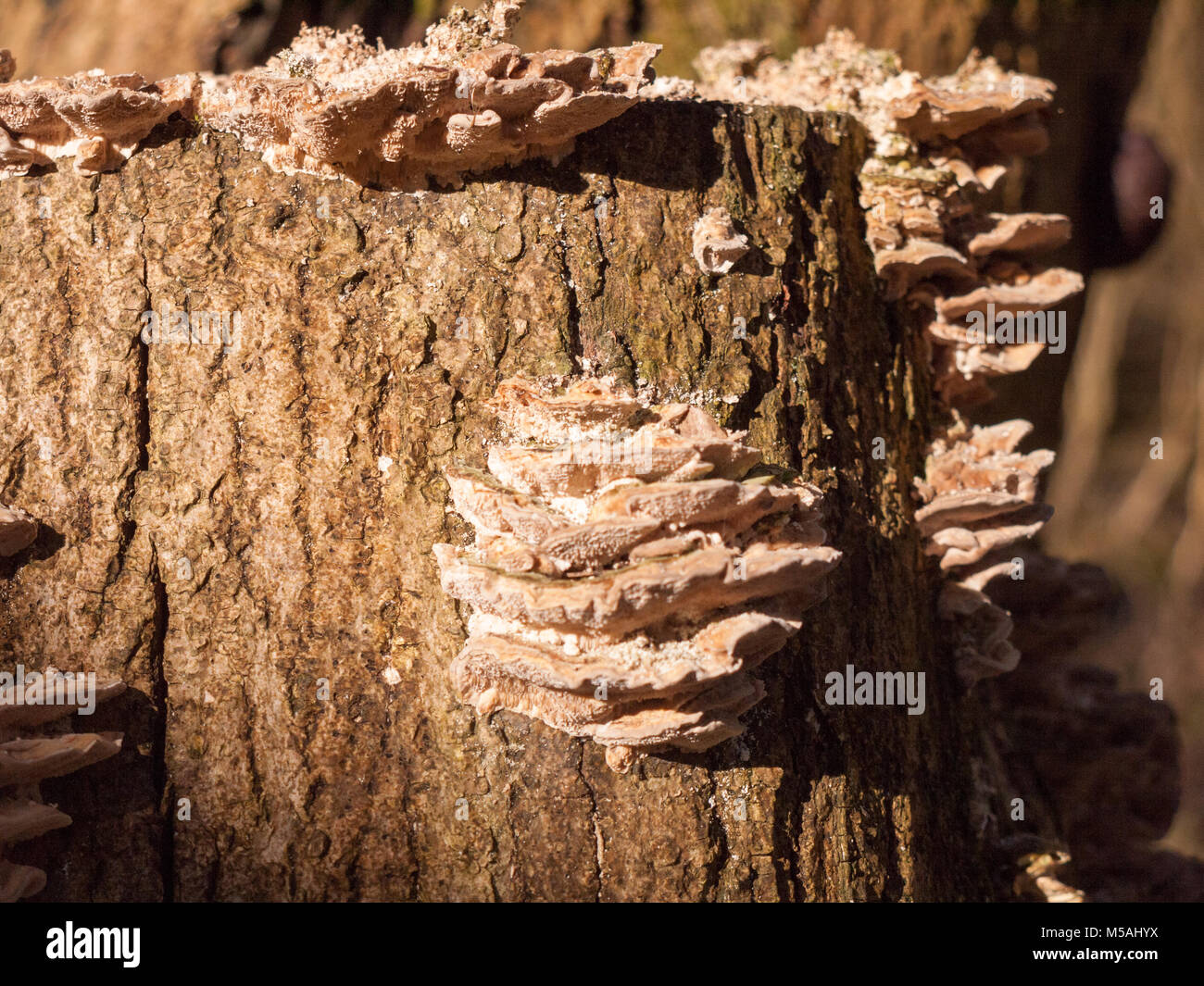 growing platelet fungus on side of tree bark stump close up forest ...