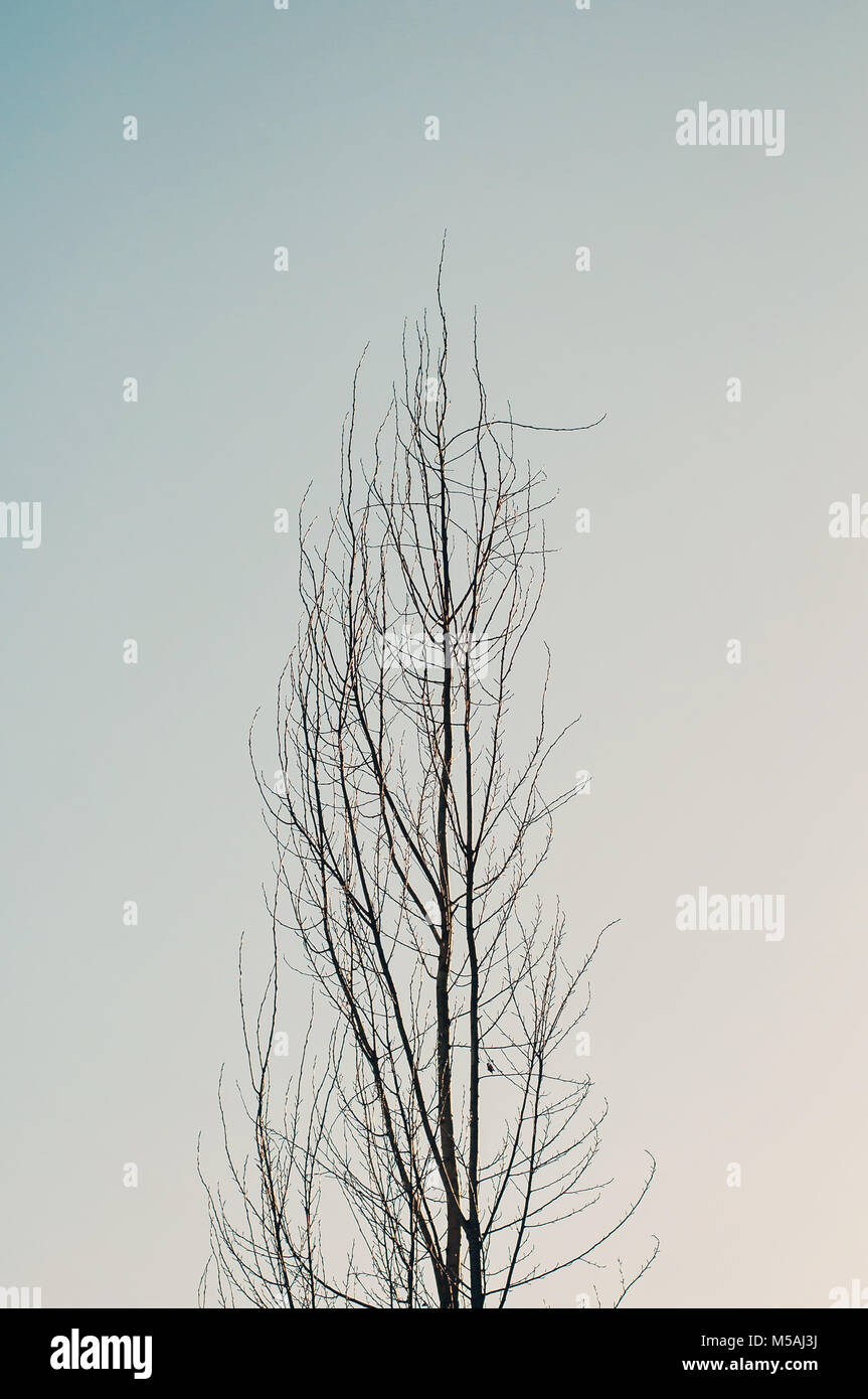Single Tree Without Leaves Stock Photo - Alamy