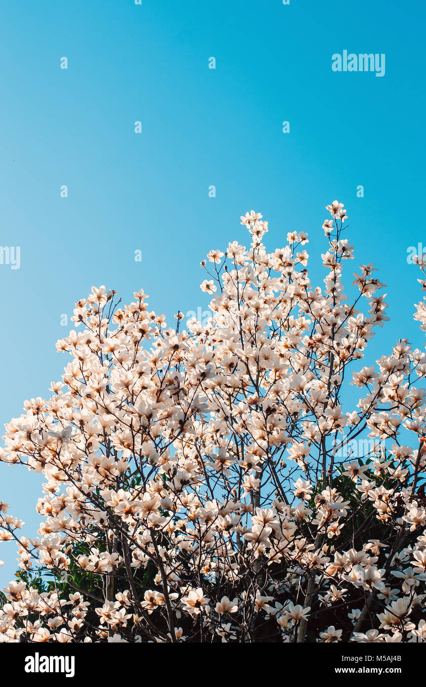 White Flower Tree Under Blue Sky Stock Photo - Alamy