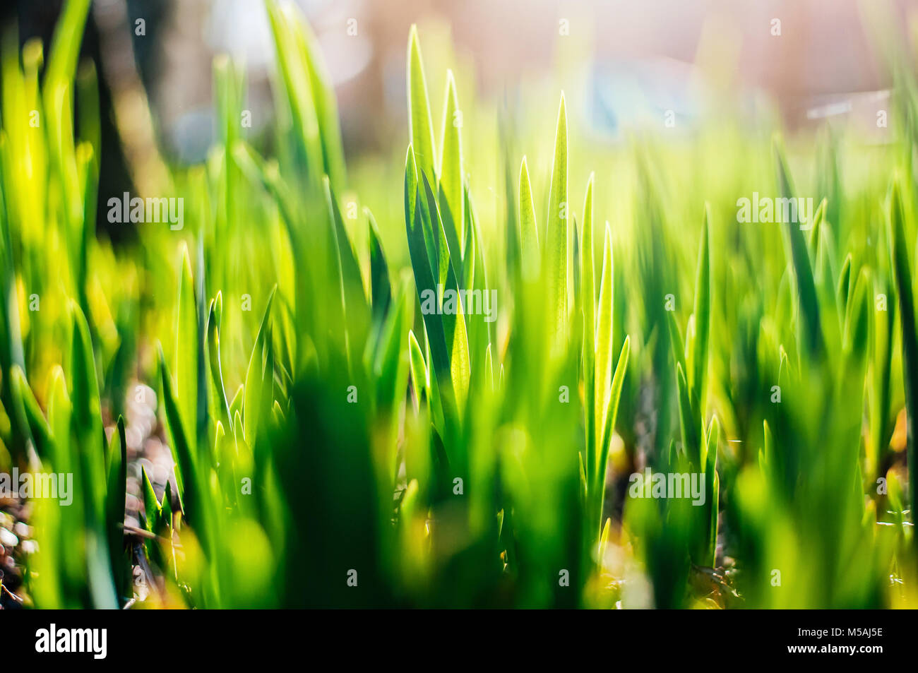 Green Vegetation Close Background Stock Photo - Alamy