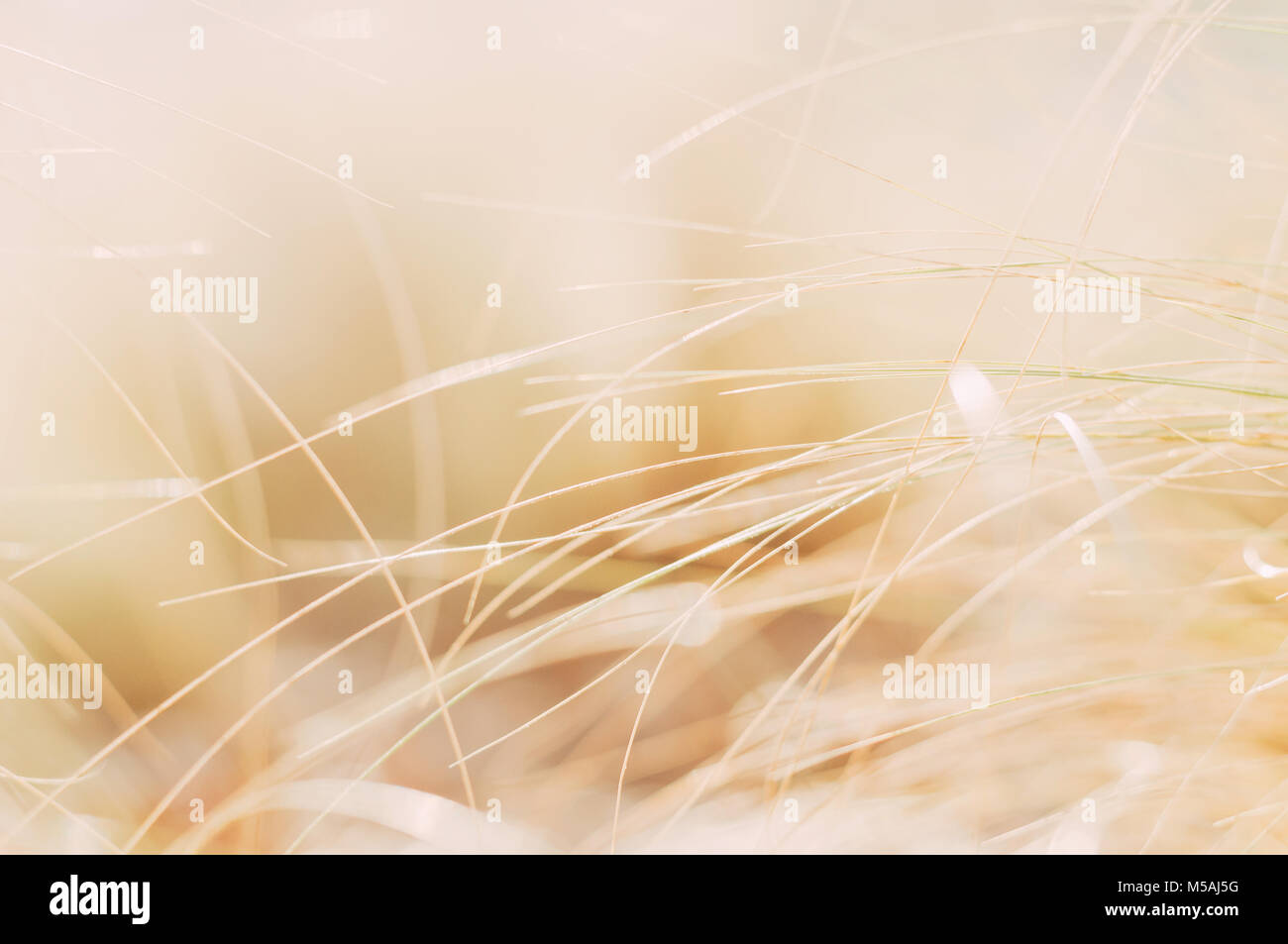 Nature Bright Background Stock Photo - Alamy