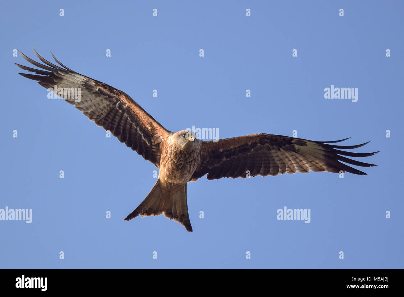 Flying red kite hi-res stock photography and images - Alamy