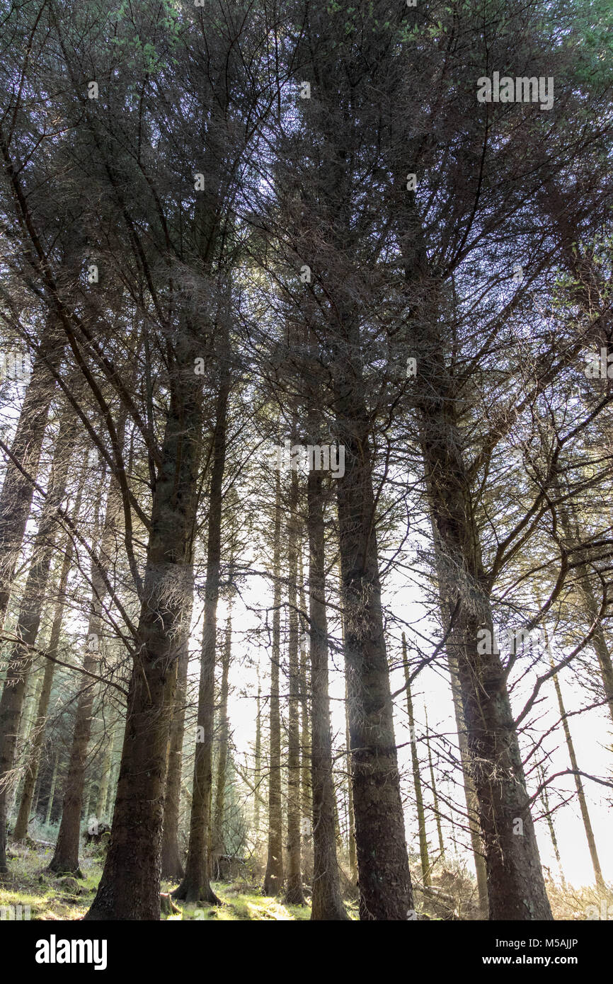 A beautiful view of trees in a forrest in Dublin, Ireland Stock Photo ...