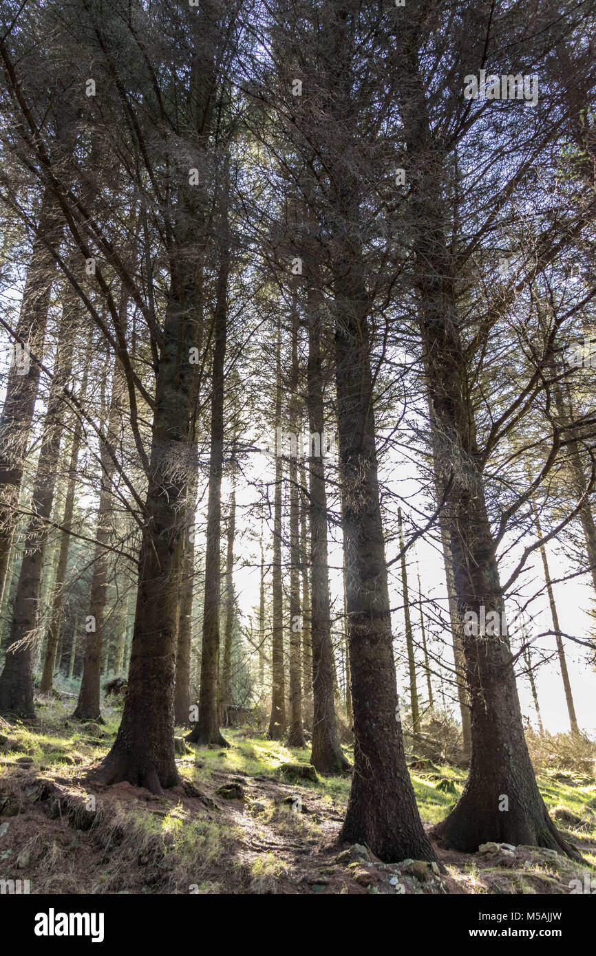 A beautiful view of trees in a forrest in Dublin, Ireland Stock Photo ...