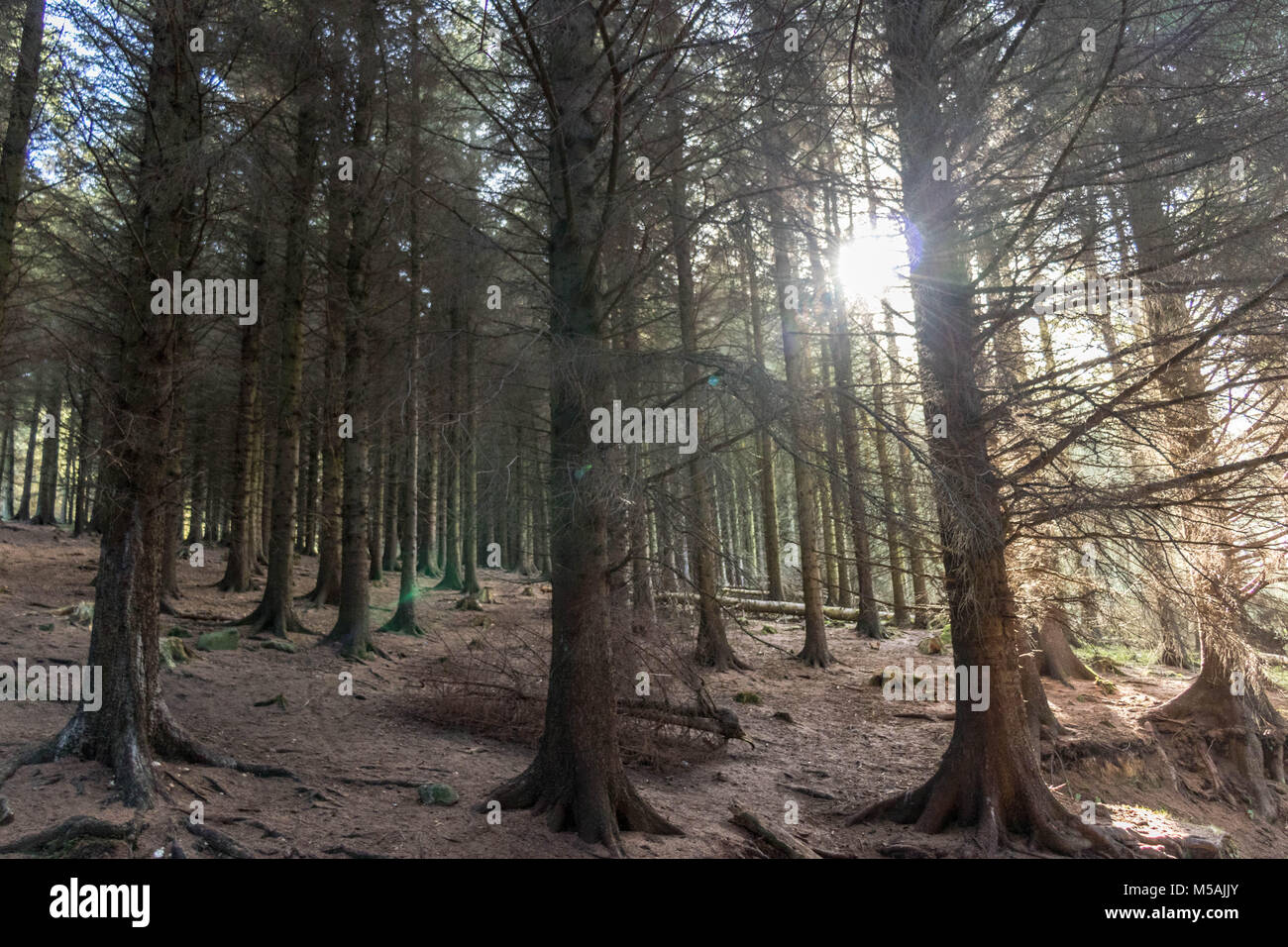 Old conifer mature tree hi-res stock photography and images - Alamy