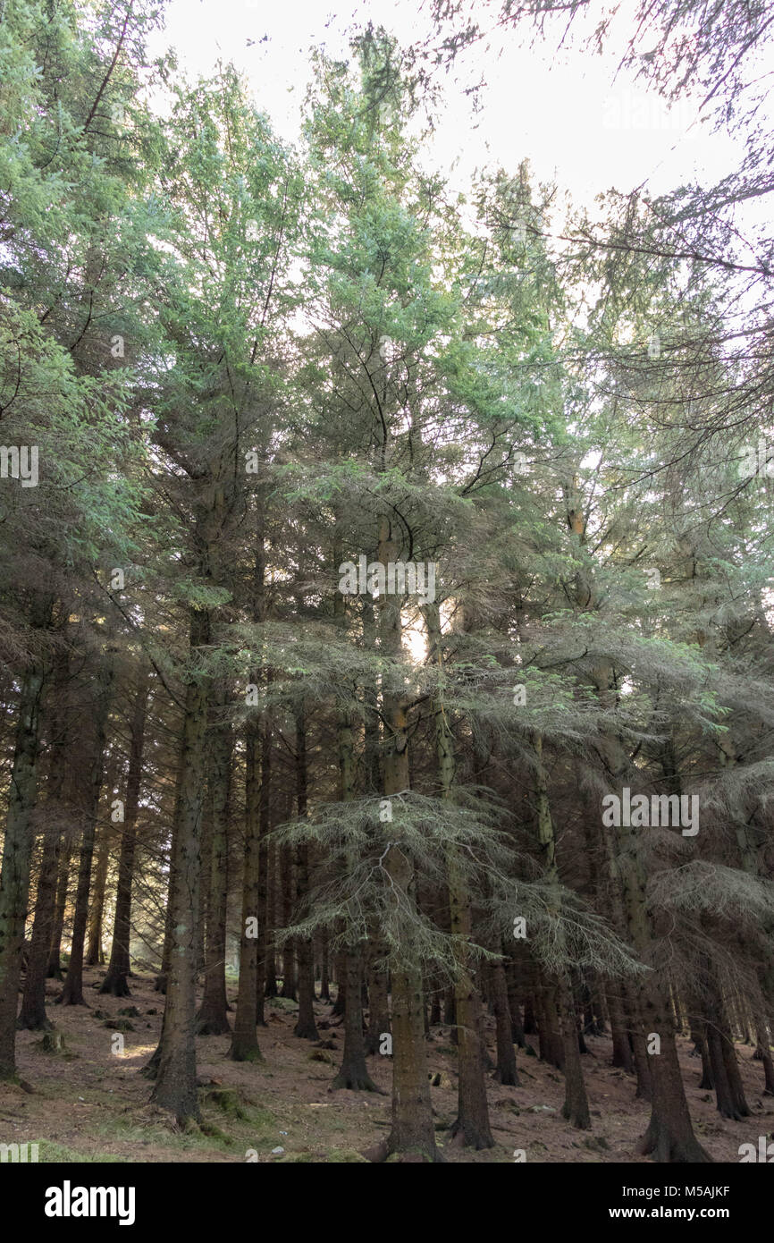 A beautiful view of trees in a forrest in Dublin, Ireland Stock Photo ...