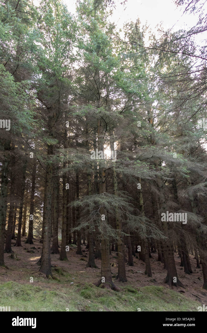 Beautiful evergreen trees hi-res stock photography and images - Alamy