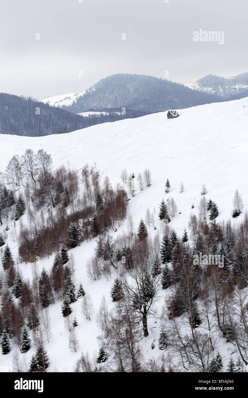 Winter landscape of the Transylvanian forest Stock Photo - Alamy