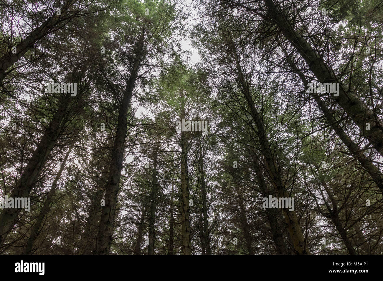 A beautiful view of trees in a forrest in Dublin, Ireland Stock Photo ...