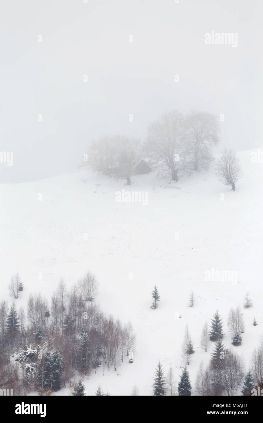 Winter landscape of the Transylvanian forest Stock Photo - Alamy
