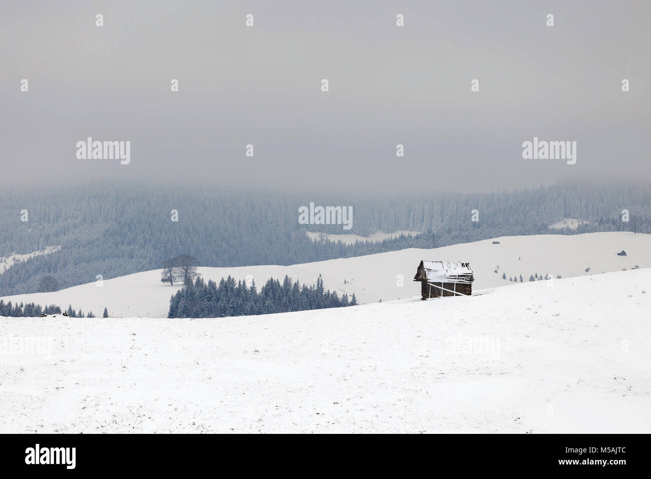 Winter landscape of the Transylvanian forest Stock Photo - Alamy