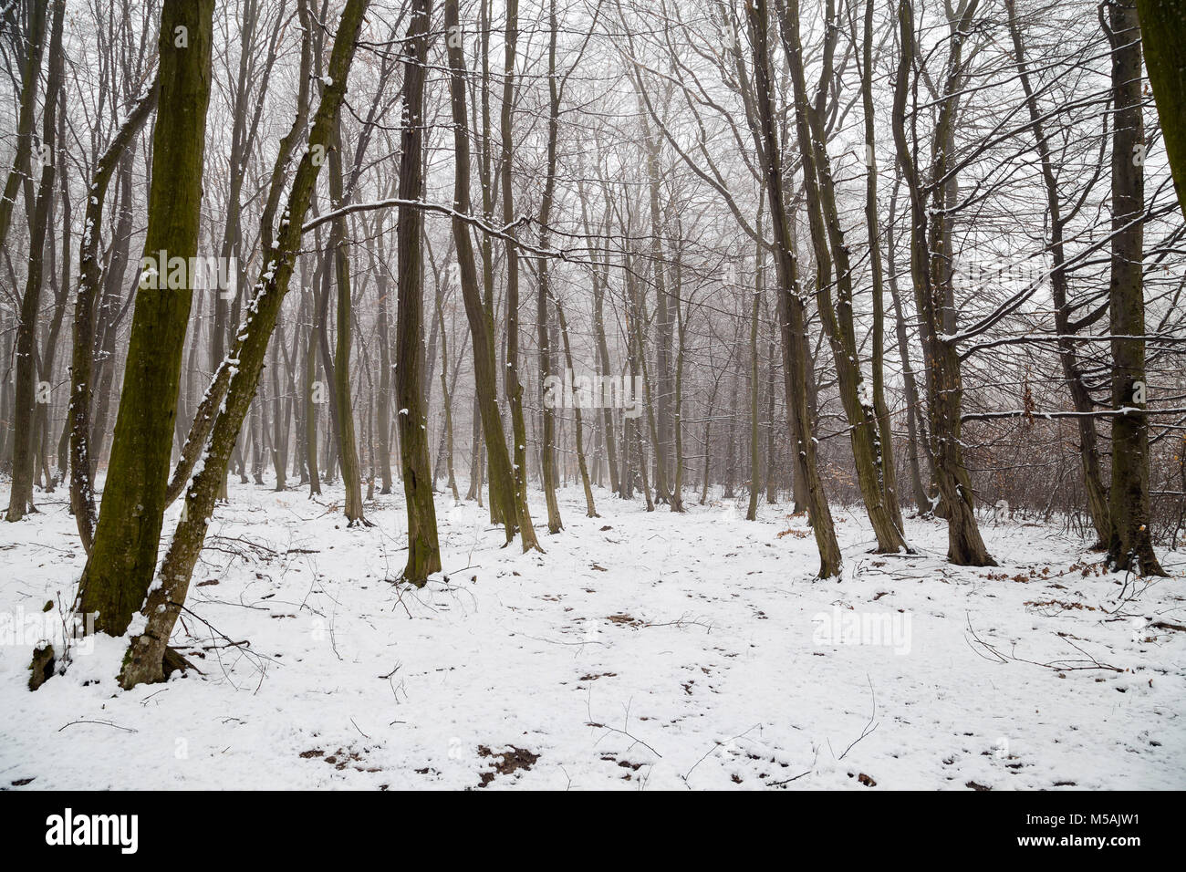 Winter landscape of the Transylvanian forest Stock Photo - Alamy