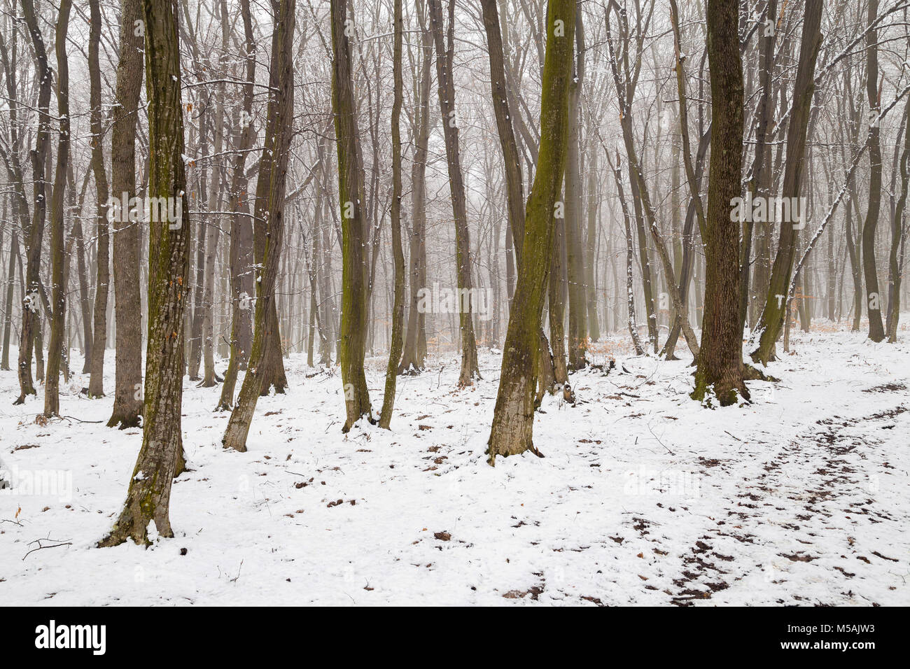 Winter landscape of the Transylvanian forest Stock Photo - Alamy