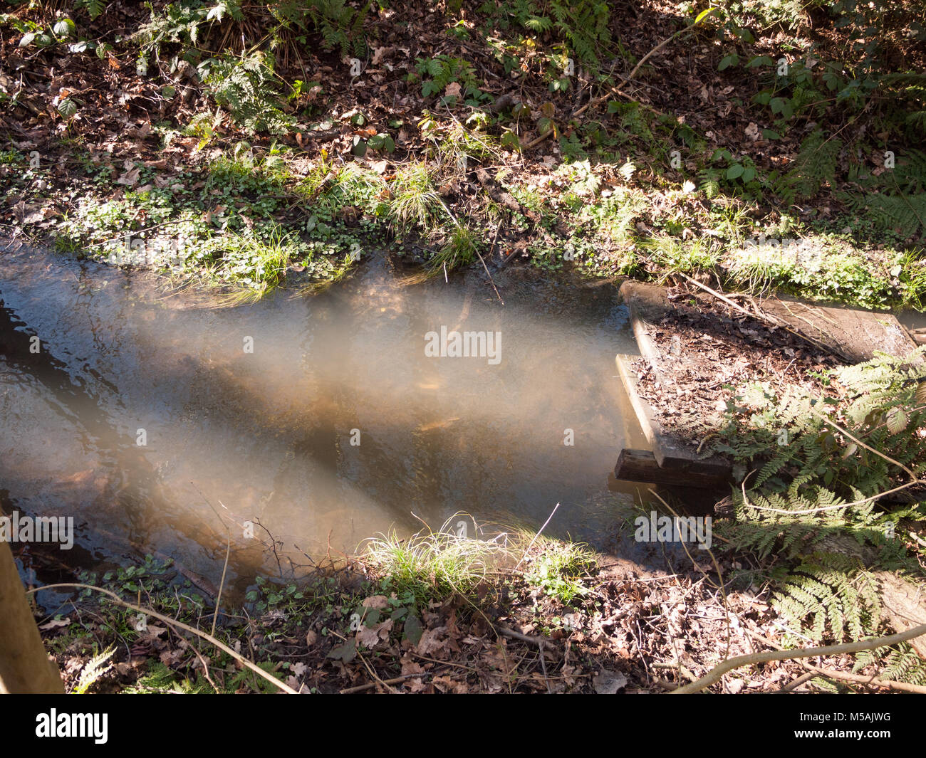 close up of running stream water through forest floor spring nature ...