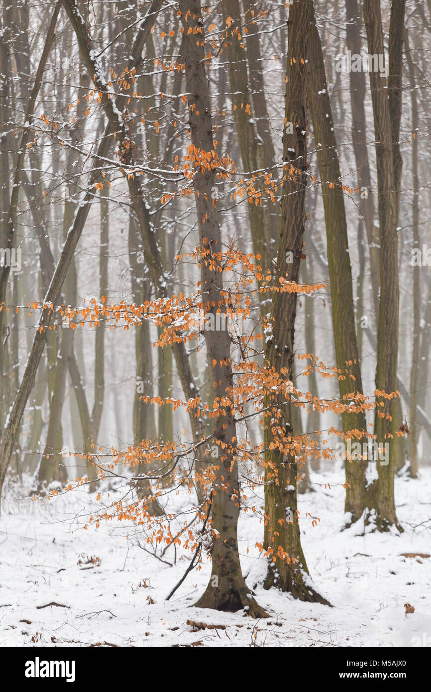 Winter landscape of the Transylvanian forest Stock Photo - Alamy