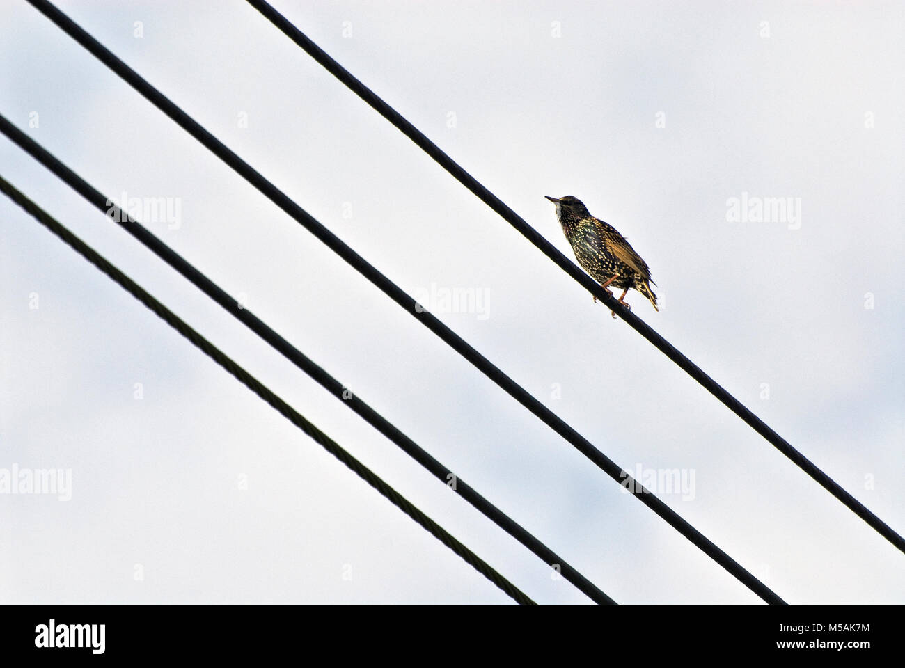 Overhead telephone cable hi-res stock photography and images - Alamy