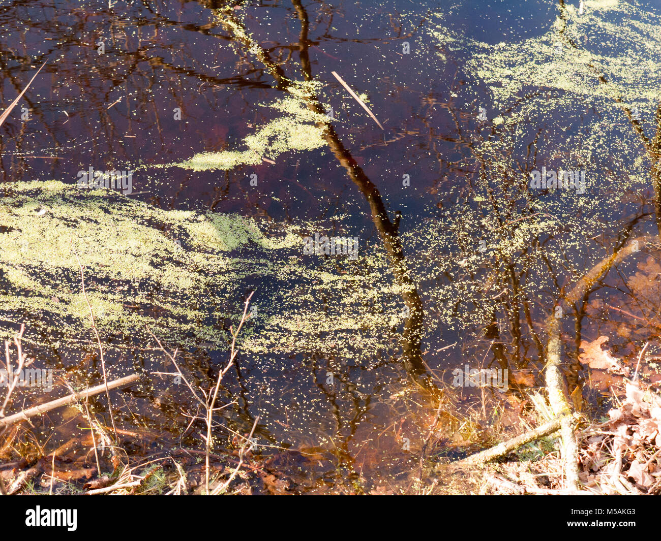 close up texture of water surface algae stream reflected tree branches ...