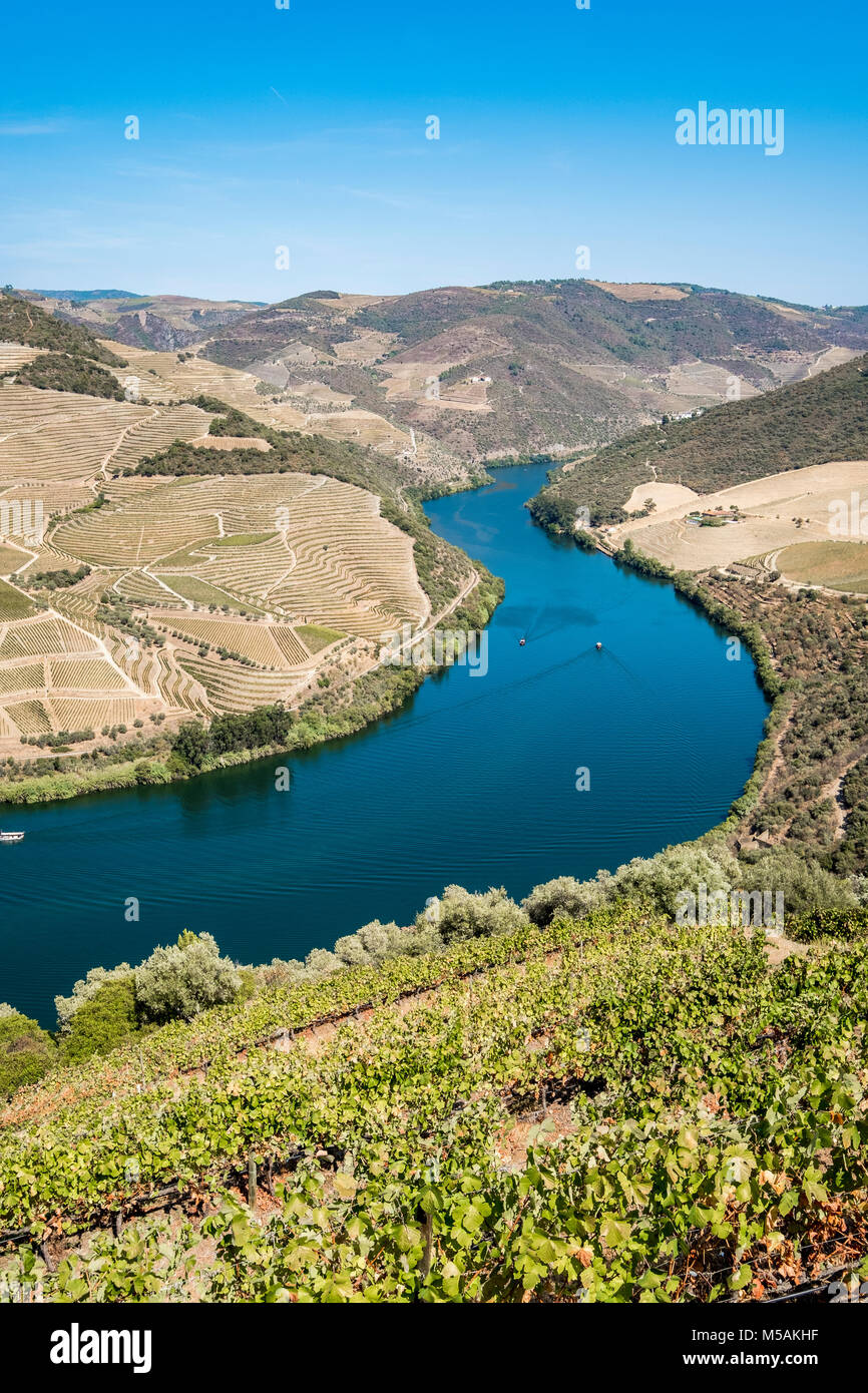 vineyards in the Douro River, Alto Douro Wine Valley Stock Photo - Alamy