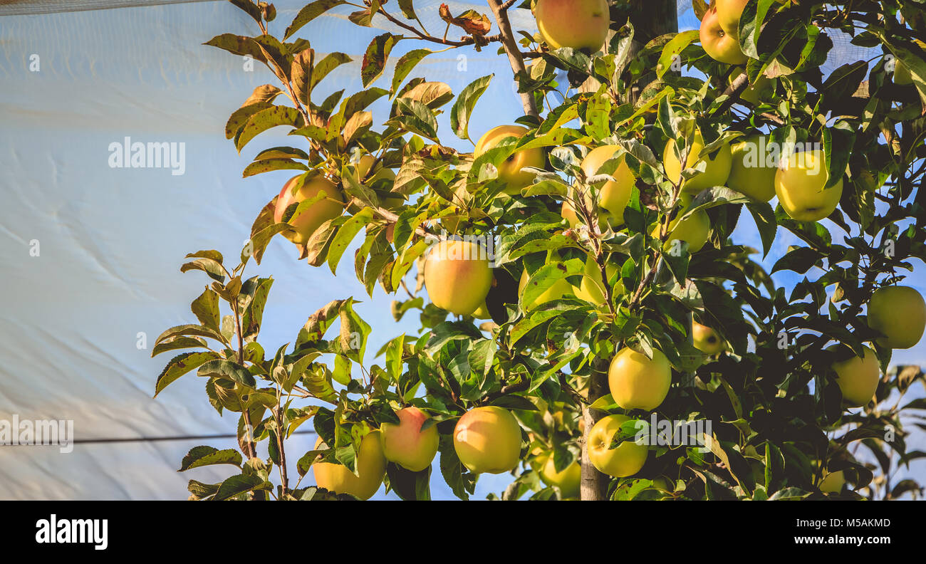closeup of an organic apple tree in a greenhouse in France Stock Photo ...