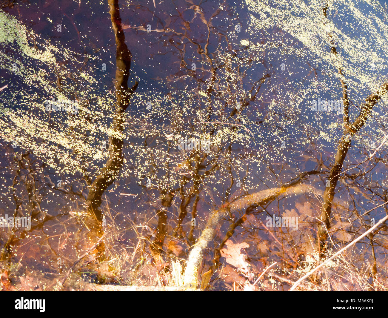 Algae bloom lake close up hi-res stock photography and images - Alamy