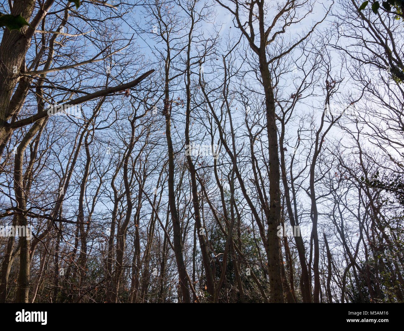 inside forest sunny beam trees green path woodland nature bare branches ...