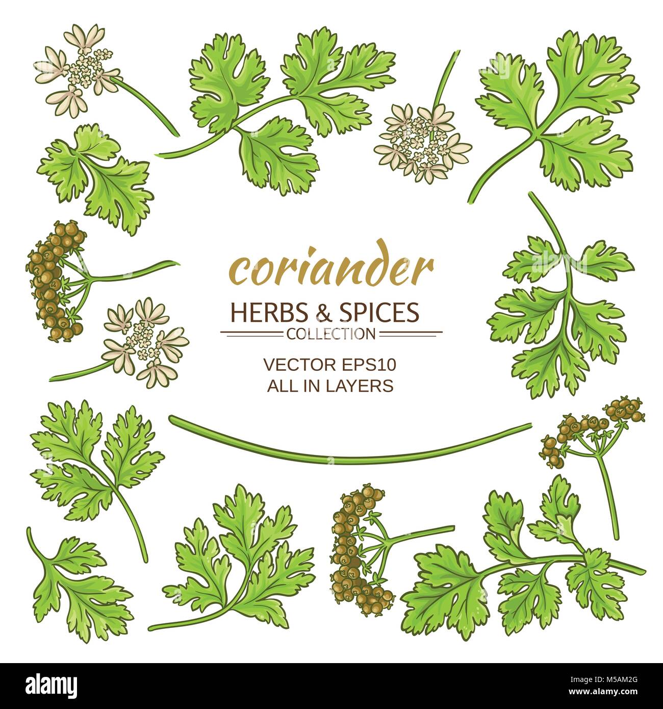 coriander plant elements set on white background Stock Vector Image ...