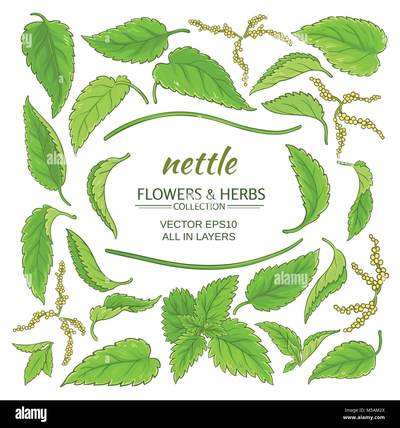 nettle plant elements set on white background Stock Vector Image & Art ...