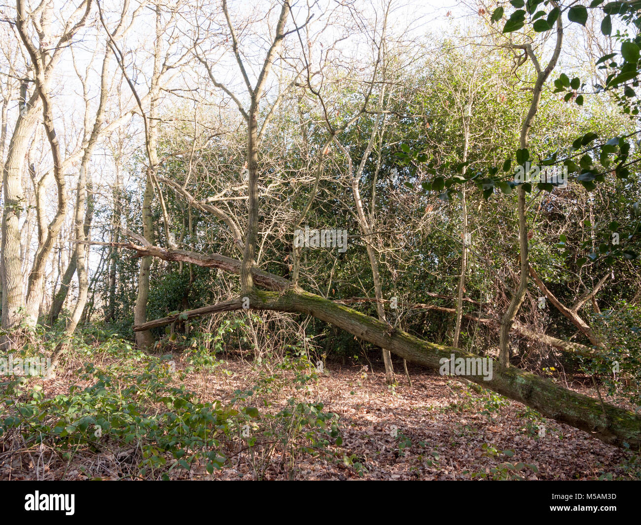 inside forest sunny beam trees green path woodland nature hanging ...