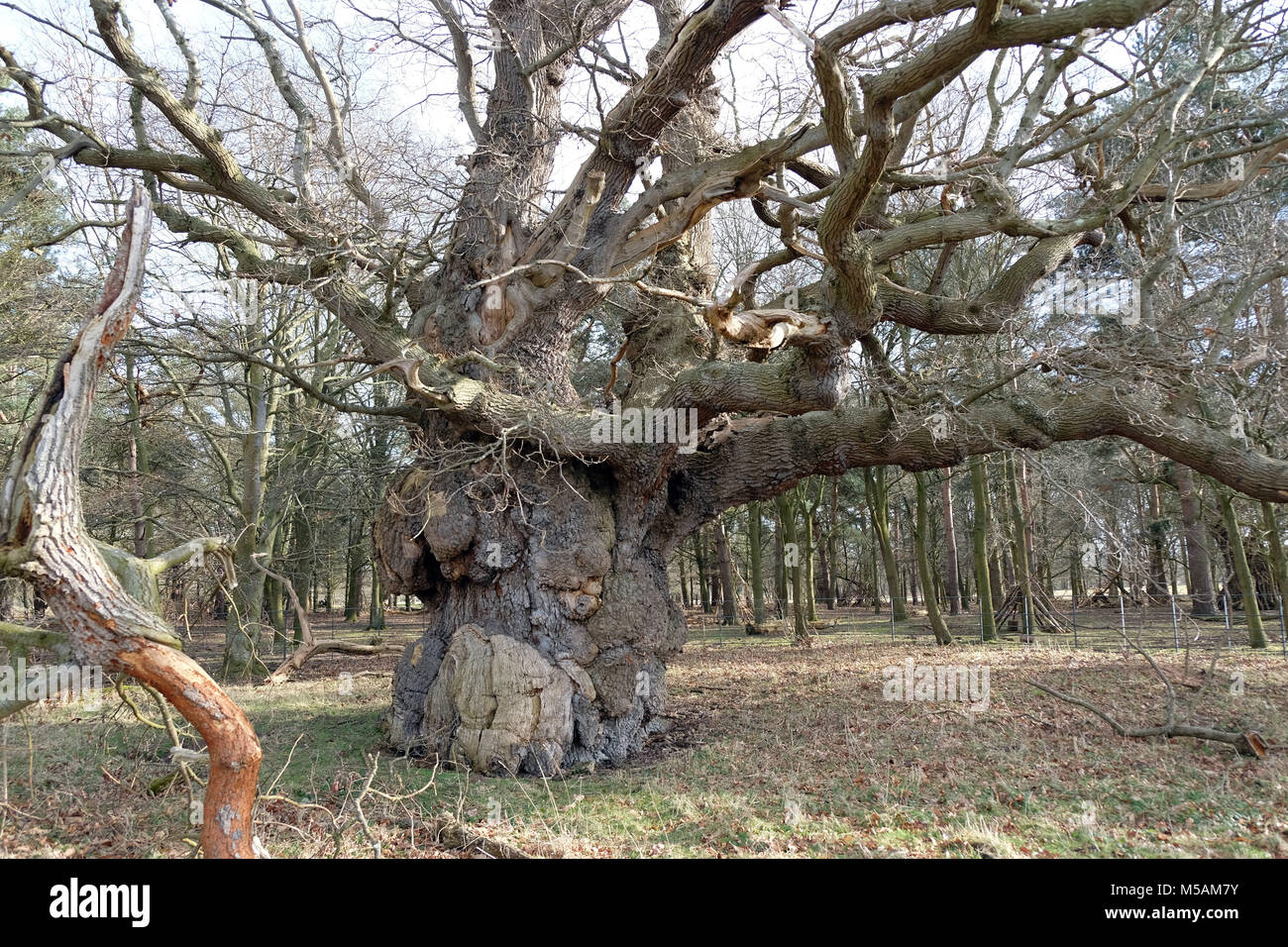 Attingham park gardens hi-res stock photography and images - Alamy