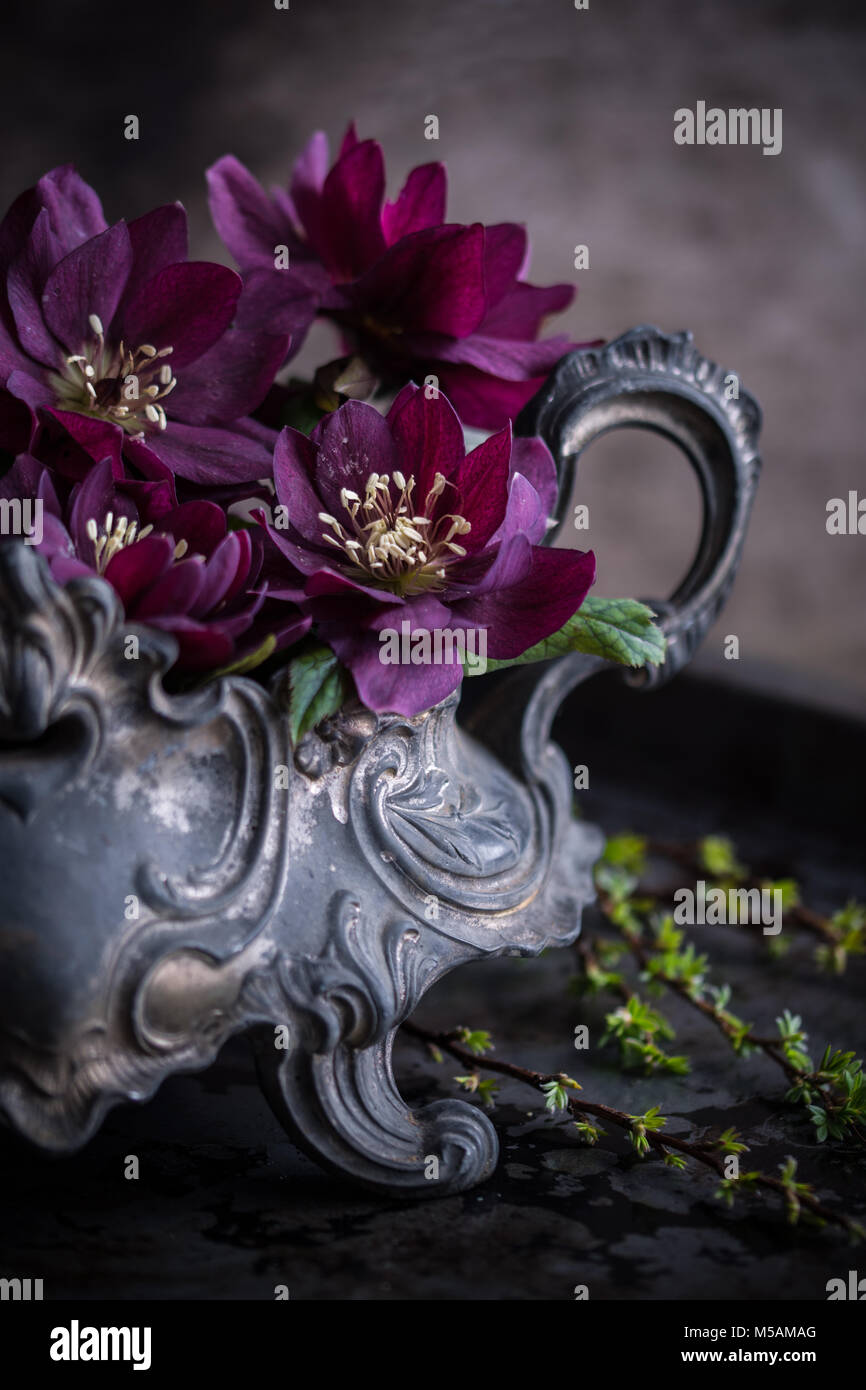 Hellebore january flowering hi-res stock photography and images - Alamy